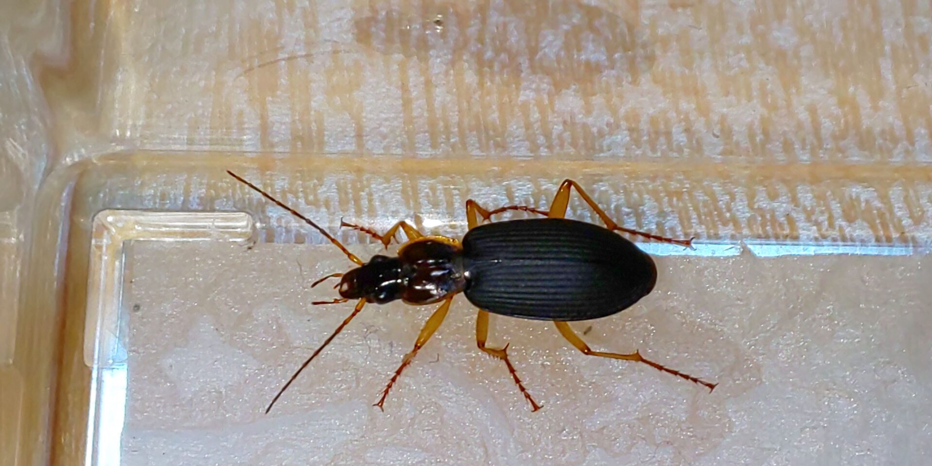 【セアカヒラタゴミムシ】ゴミムシ 飼育/餌は何？臭いは？毒性は？ | なっとく虫