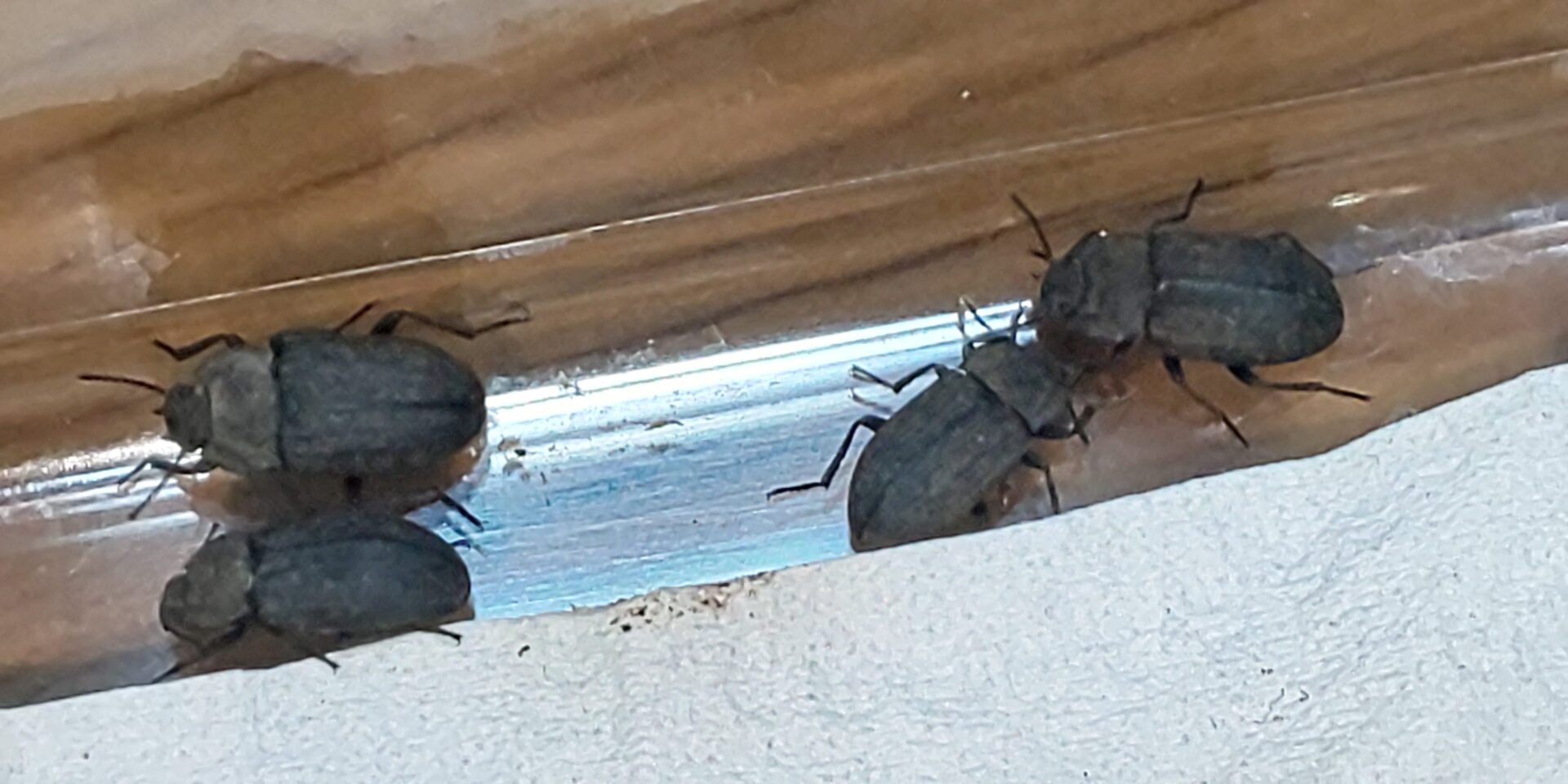 【スナゴミムシダマシ 飼育】ゴミムシダマシの餌は何？毒性？飼育に必要な物は？ | なっとく虫