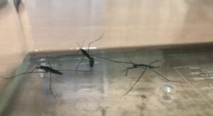 【アメンボ 飼育】餌は何を与えるの？生態？種類は？寿命は？飛ぶ？ | なっとく虫