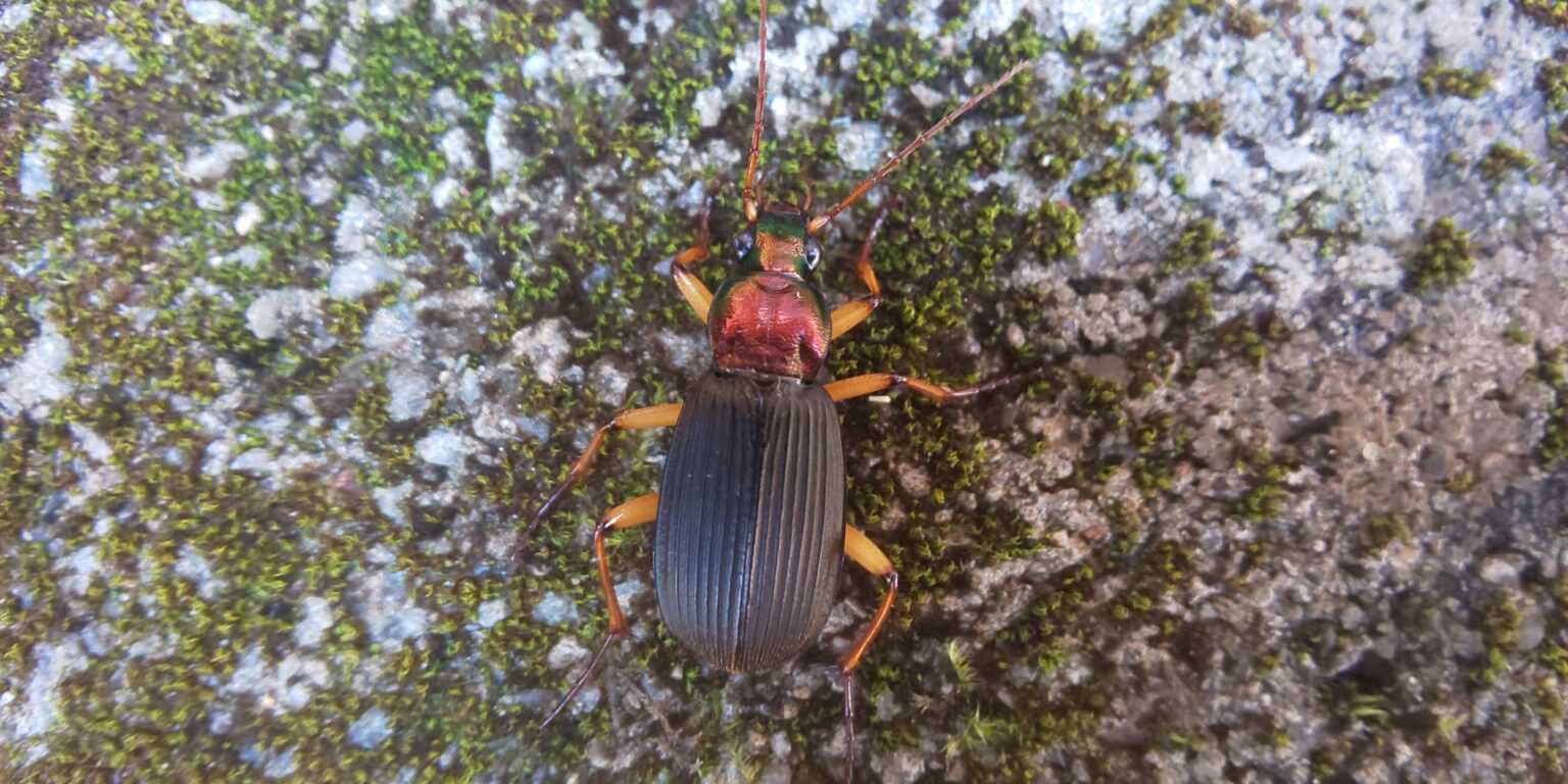 【スジアオゴミムシ】ゴミムシ 飼育 餌は何？臭いは？毒性は？ | なっとく虫